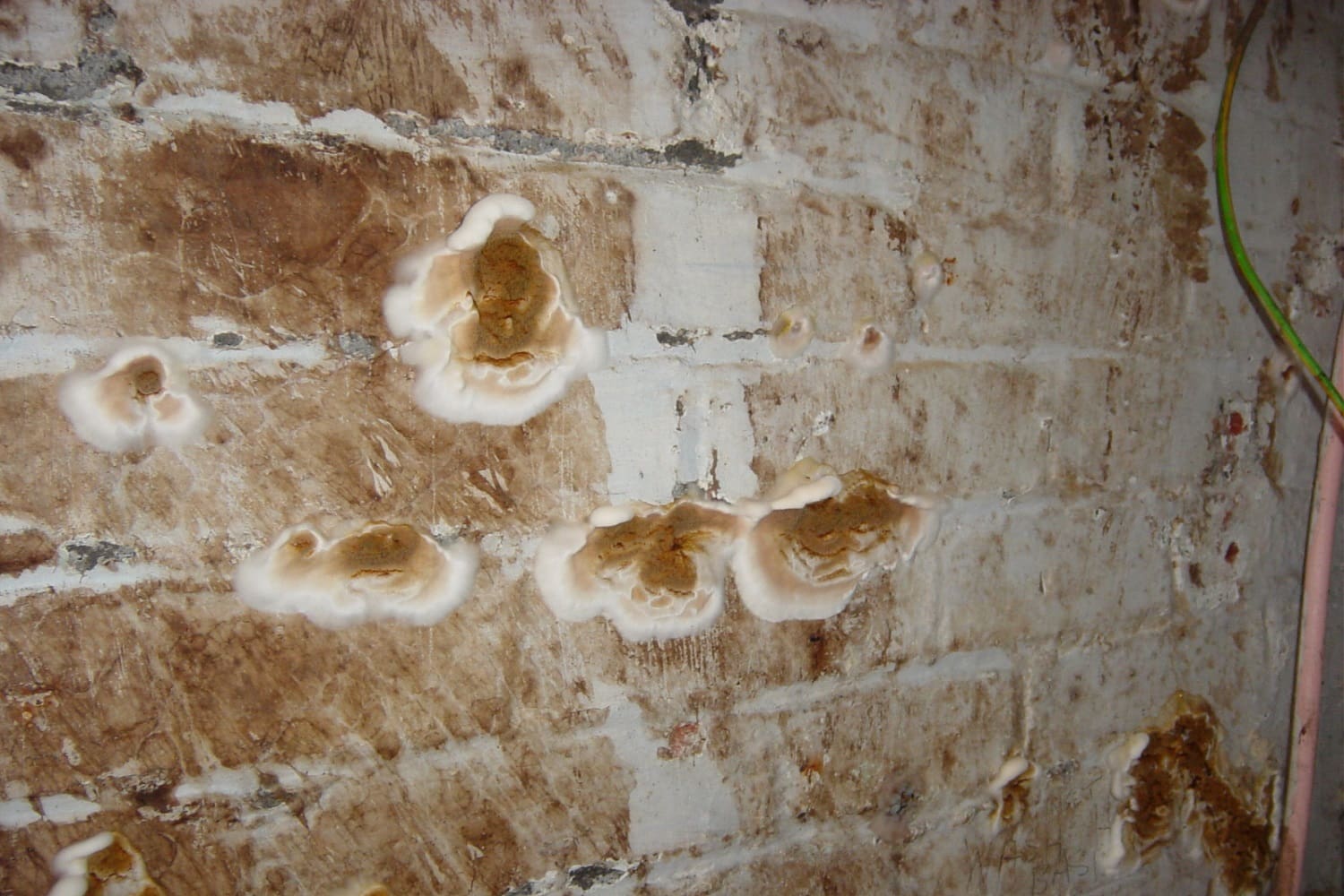 Dry Rot Treatment in Berkshire - Biocraft